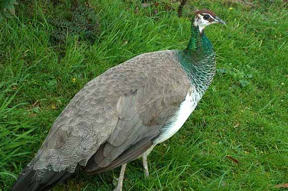 Rzeczpospolita Obojga Narodów • Zobacz wątek - Ptaszarnia- Ogród ...